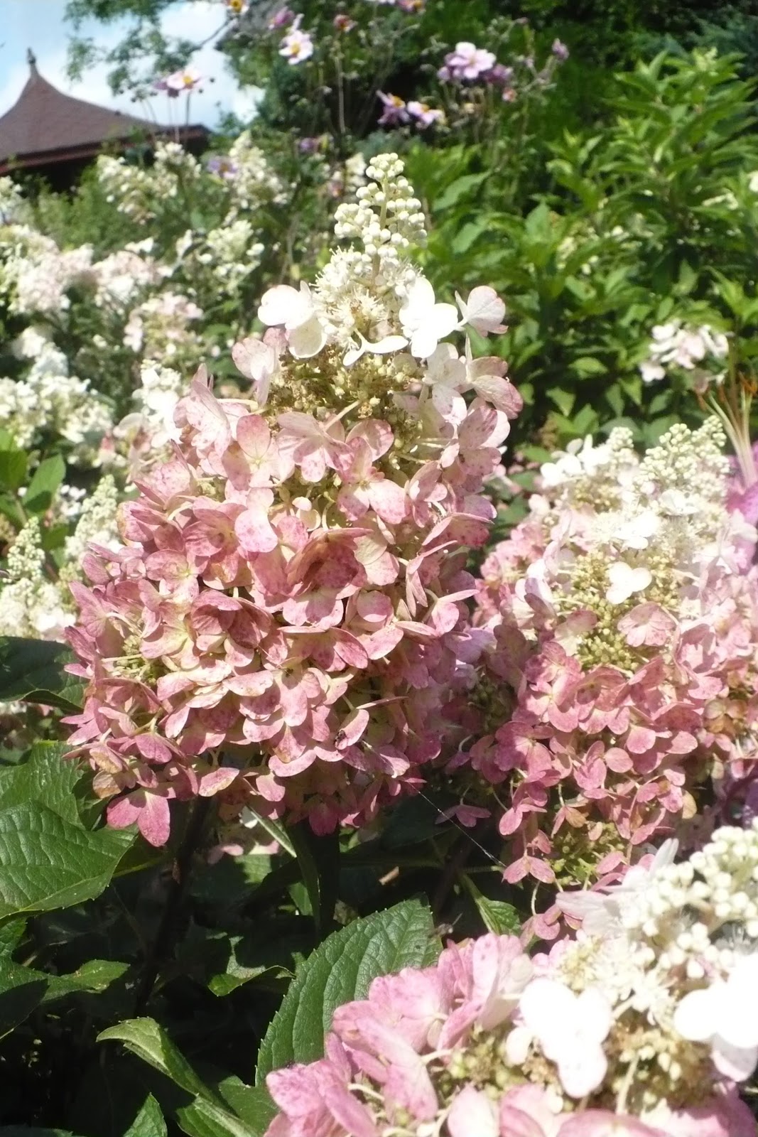 Hydrangea, Hortensja: Hydrangea paniculata (Hortensja bukietowa)'Ruby' ANGEL'S BLUSH