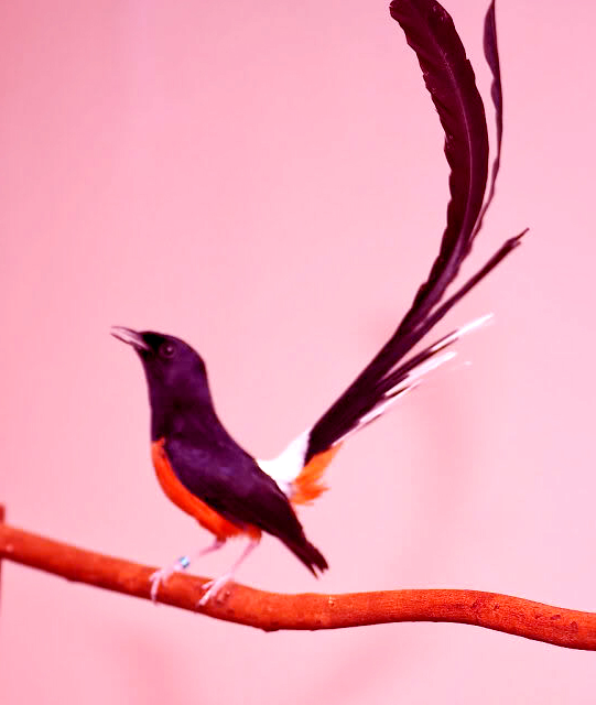 Mengenal Murai BatuSaung Bird | Burung Kicauan