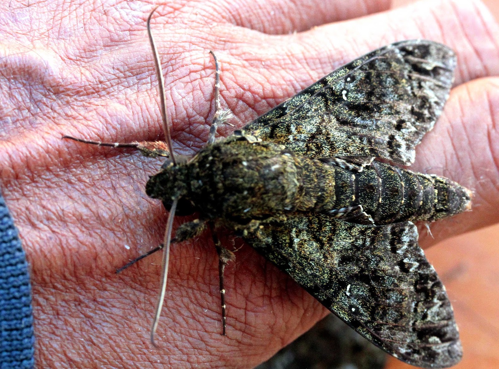 CHAPADA DIAMANTINA: Um ensaio sobre a Biodiversidade.