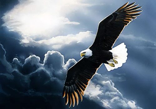 Refleksi Hidup: Terbanglah bagai Rajawali!