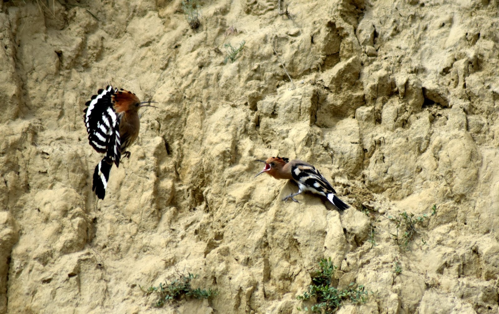 Frumusetile naturii: Pupaza (Upupa epops)