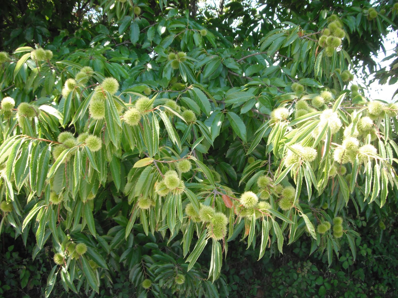 El Bosque y sus Secretos: La riqueza de los castaños