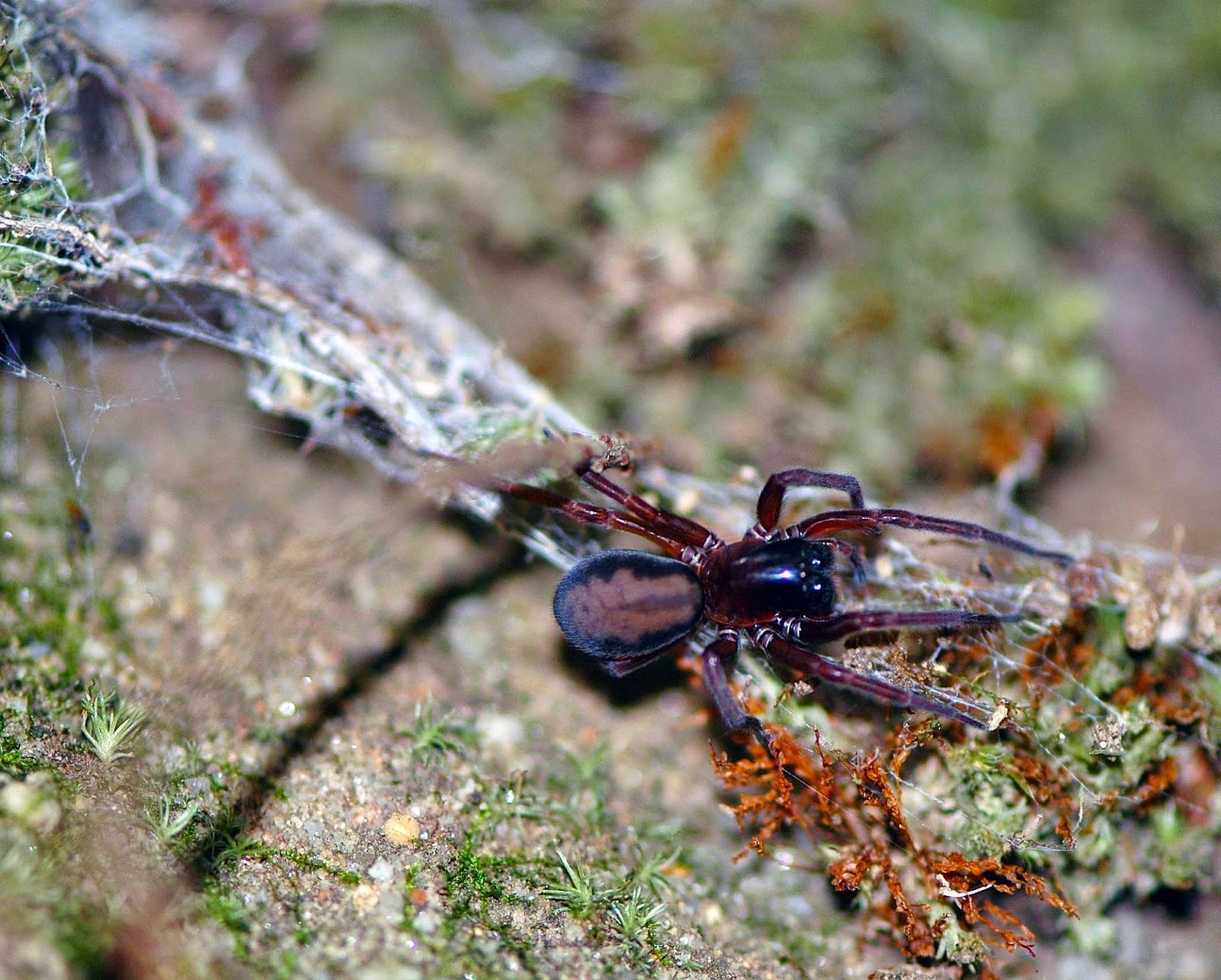 Field Biology in Southeastern Ohio: A Few More Ohio Spiders