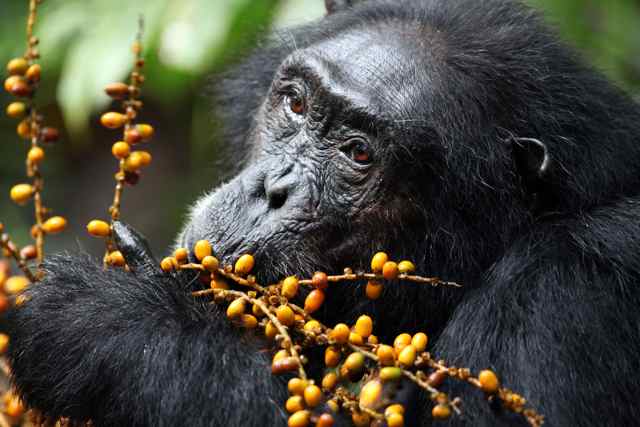 Gorillaland Safaris: Albertine Rift Safari