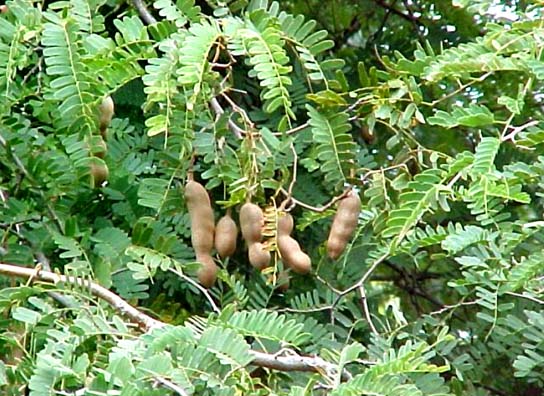 CADA PALABRA ES UN MUNDO: SIGNIFICADO DE TAMARINDO