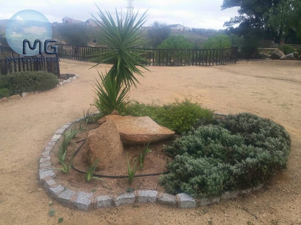 Meteogerena Siembra De Aloe Vera