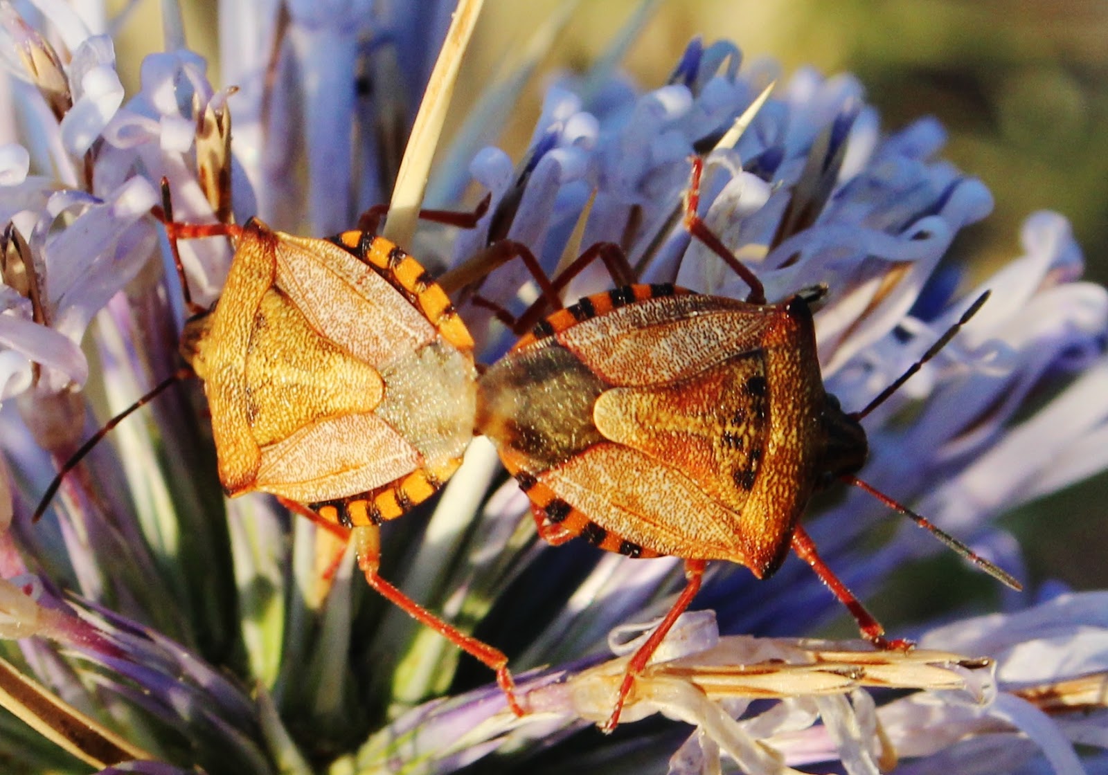 Biodiversity of Cyprus by NGO Protection of the Natural Heritage and ...