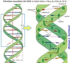 ESTRUCTURA DEL ADN Y TIPOS HEREDITARIOS: 2012