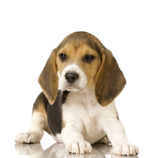Beagle (rase de caini)