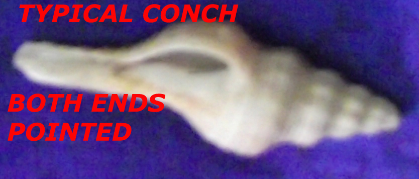 Ramvaidyblog: SHANKA - SANGU- CONCH