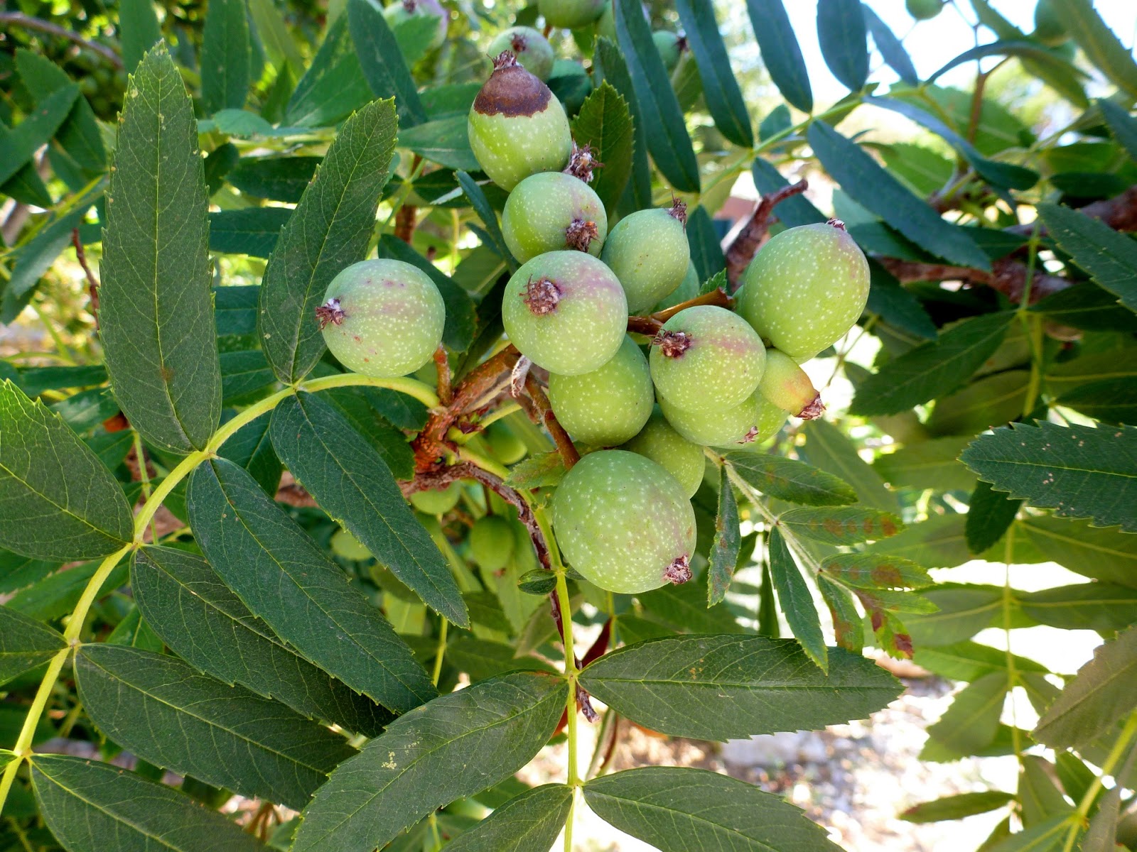 Árboles con alma: Serbal. Server. (Sorbus domestica)