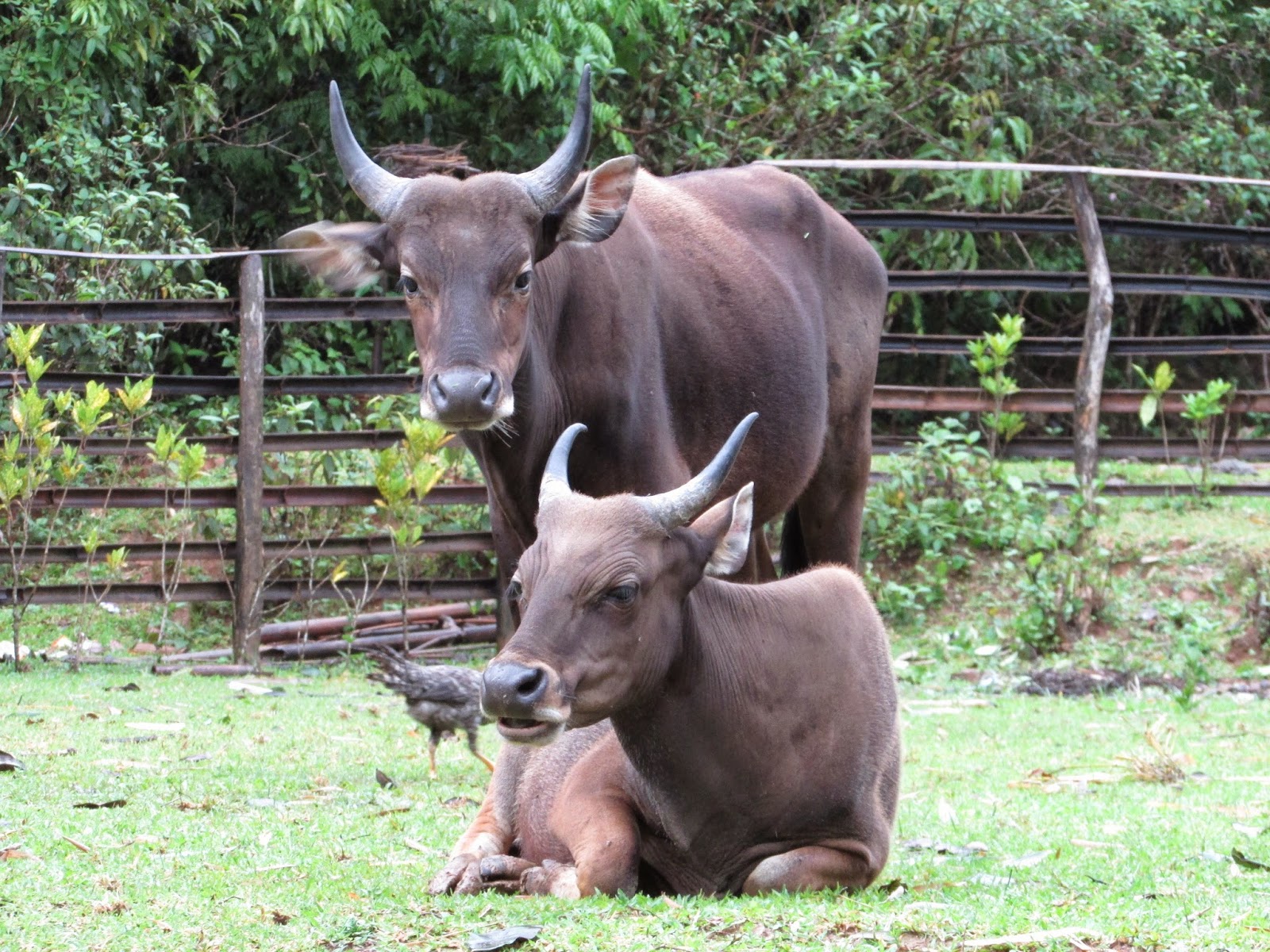 Foto Jenis jenis Sapi di Indonesia - Foto Lepas