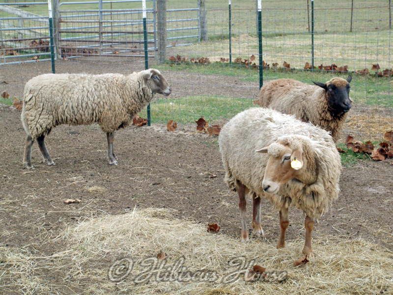 Hibiscus House: Our Visit to the Ovis Hill Farm Festival