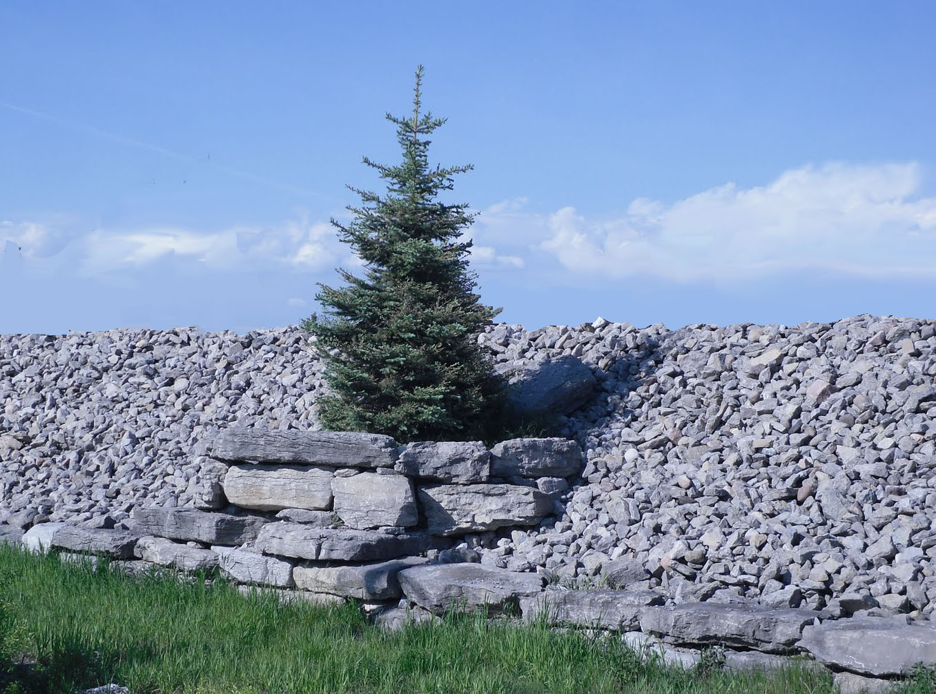 Thinking With My Hands: Trees from discarded stone
