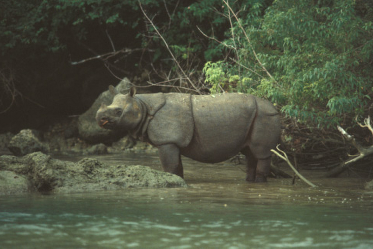 Spesies Badak di Dunia Sangat Terancam Punah ~ king of blog