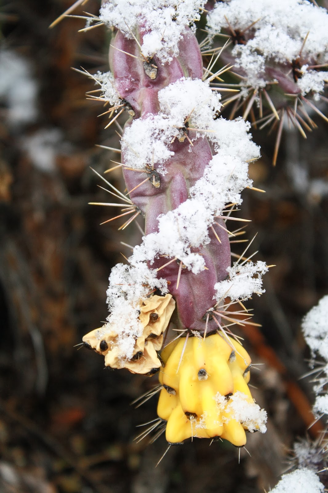 Simple Things Notebook: Snowy Cacti