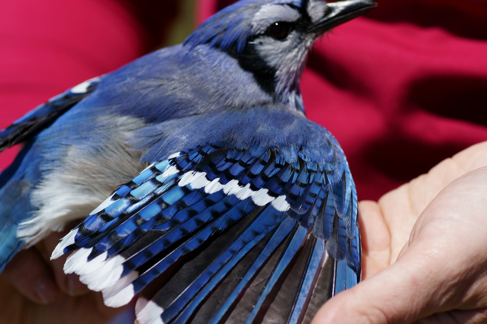 Presque Isle State Park Bird Banding: Blue Jay kind of day