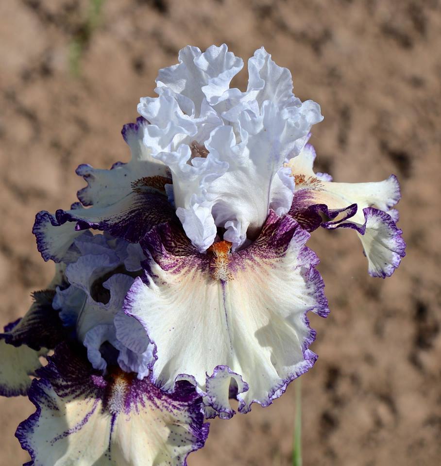 World of Irises: New Color Combinations in Plicatas
