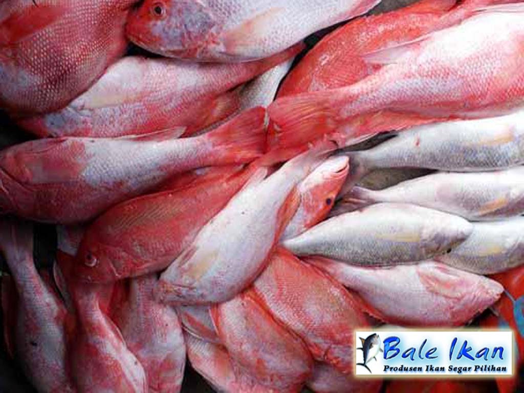 Ikan Kakap Merah Segar (fresh red snapper fish)