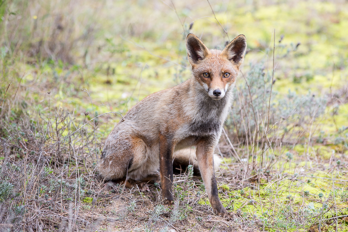 Capturant el temps ...: LA GUILLA