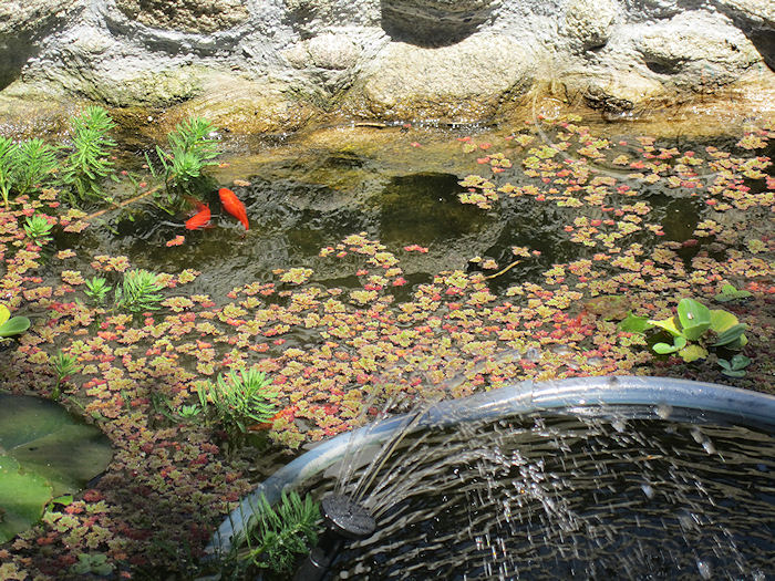 Mi Jardin ...y mi Huerto: Mi Estanque de peces