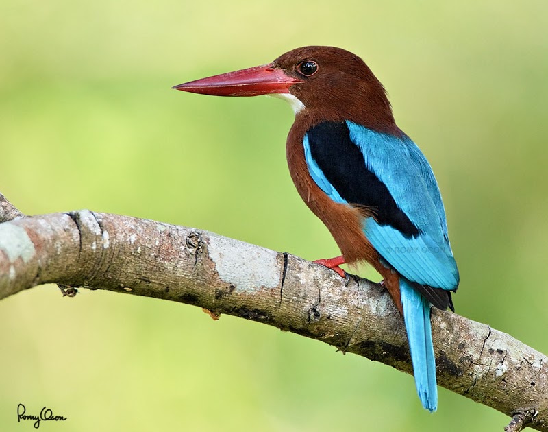 Romy Ocon's Wild Birds of the Philippines: Portrait of a White-throated ...