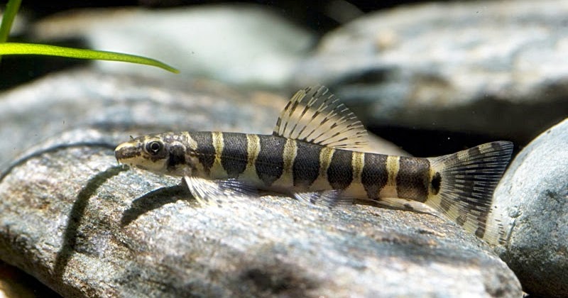 Ikan serpent loach - Akuarium Ikan Hias