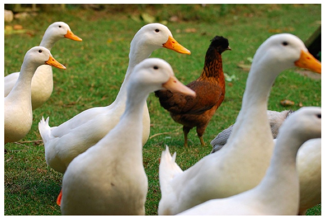 Best Duck Breeds For Your Small Farm | Big Picture Agriculture