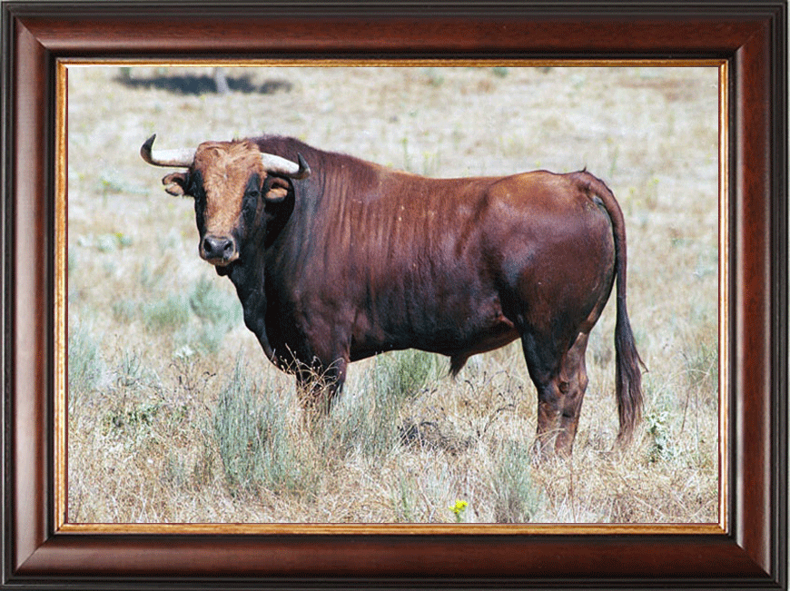 tauromaquia: El Toro