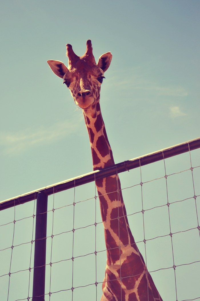 Things I Love About Austin: Natural Bridge Wildlife Ranch - Triple Max Tons