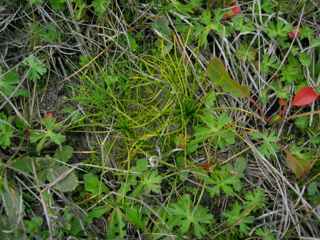 The Plants of Southern California