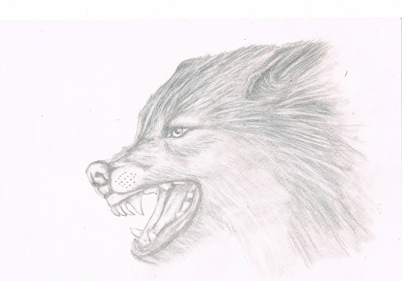 Szkice , rysunki , grafika: SZKICE OŁÓWEK