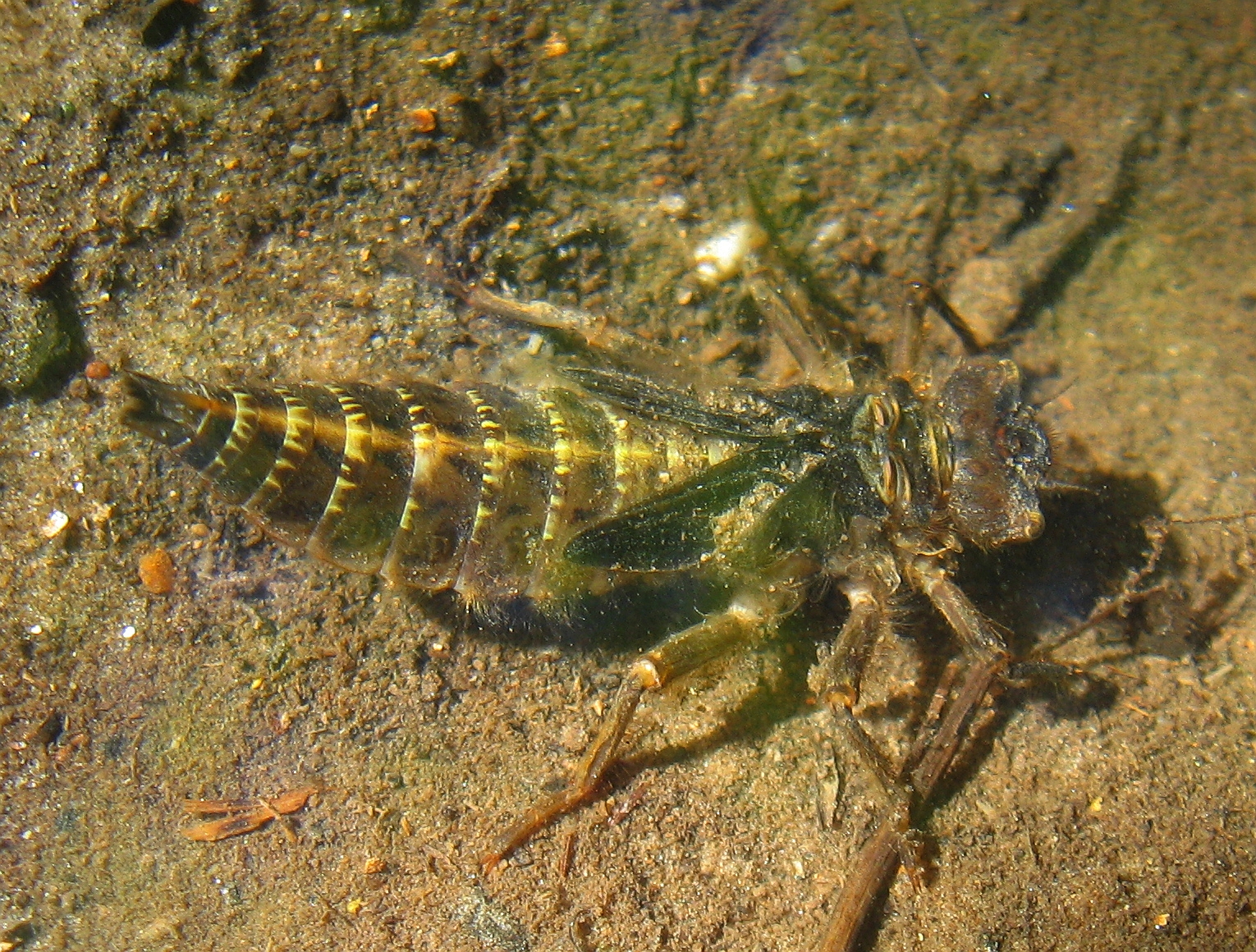 Tangled Web: Spiketail Naiads