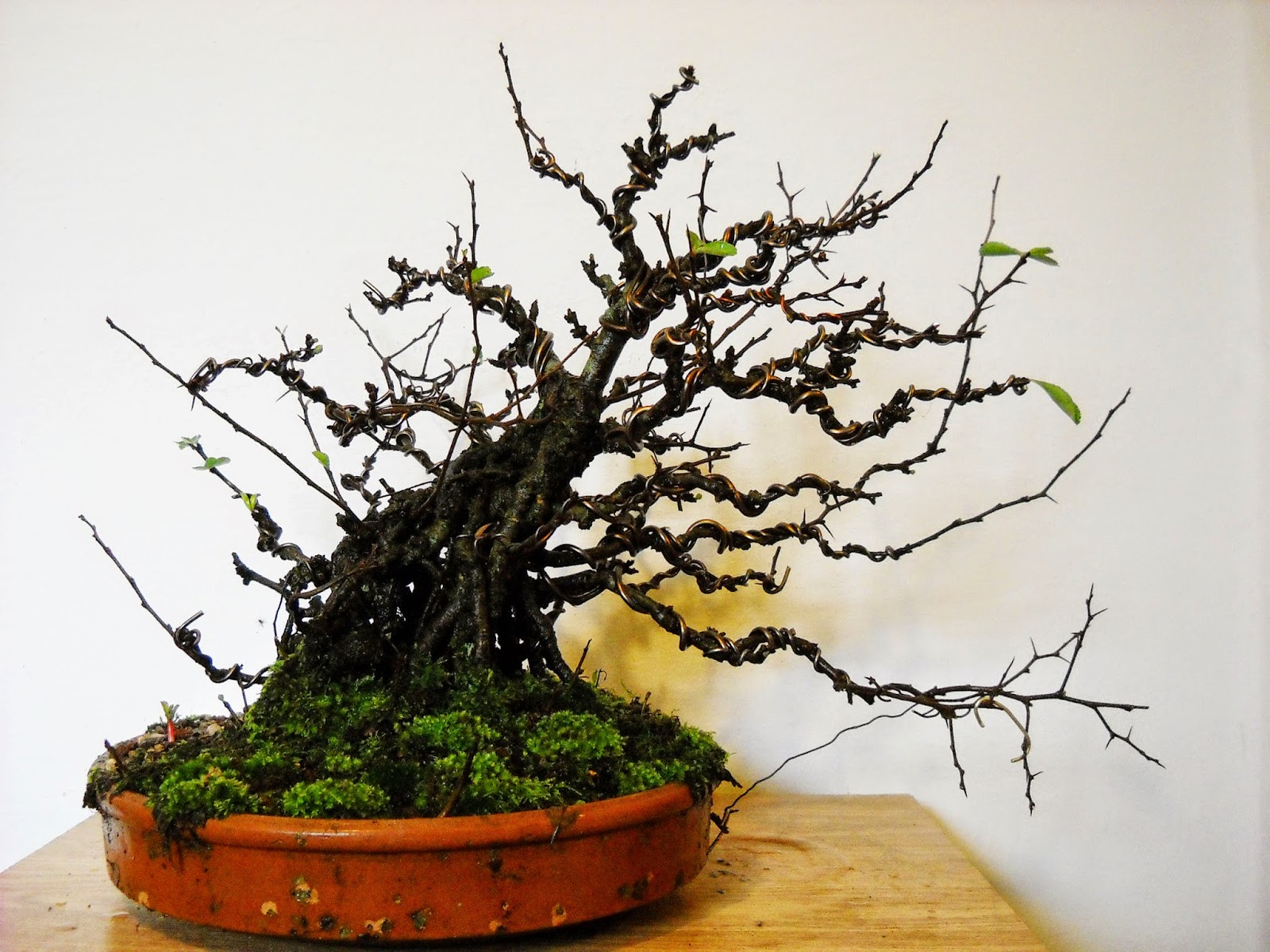 Chián bonsai: Chaenomeles japonica Neagari