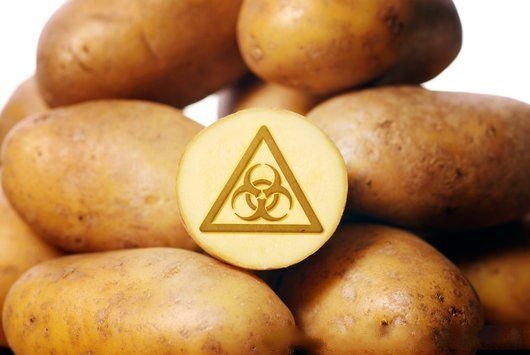 Biology: Genetically modified potatoes