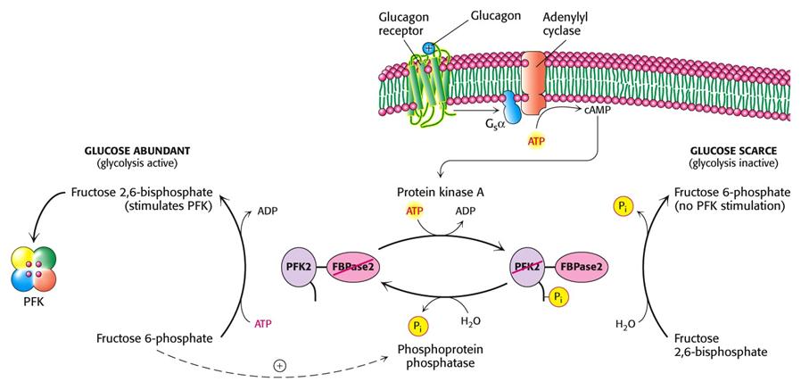 Medica Farma: Oxidative Phosphorylation