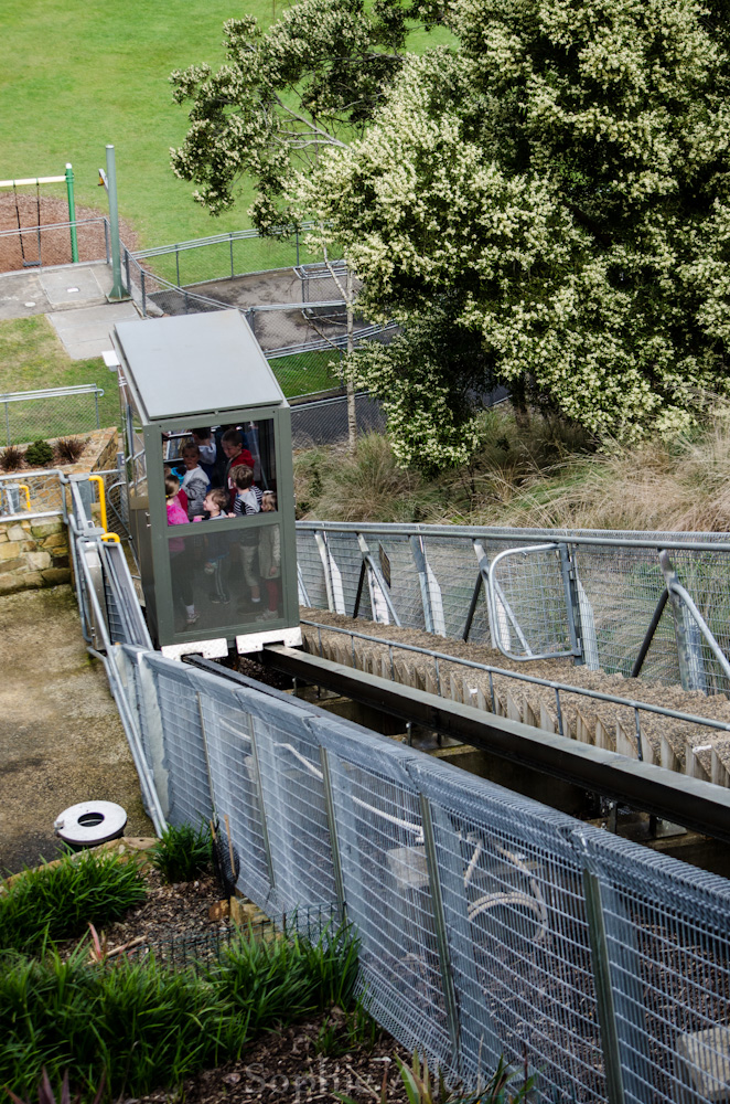 iSophie: Giant lemons, inclinators and monkeys.