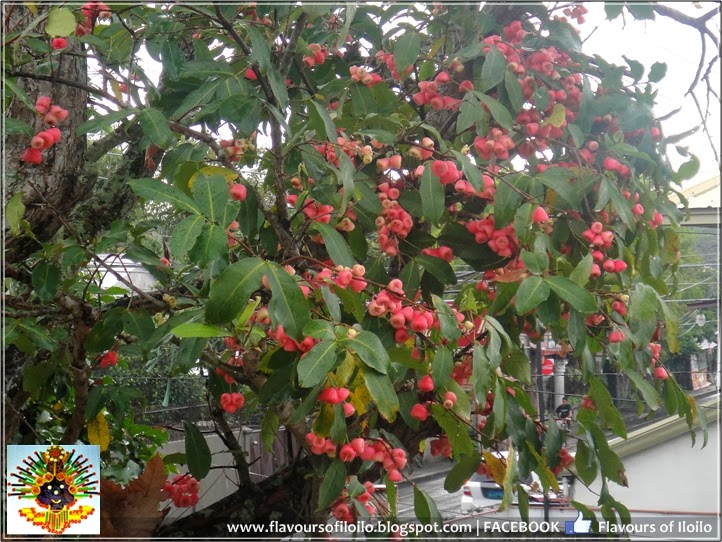 It's not makopa. It's tambis