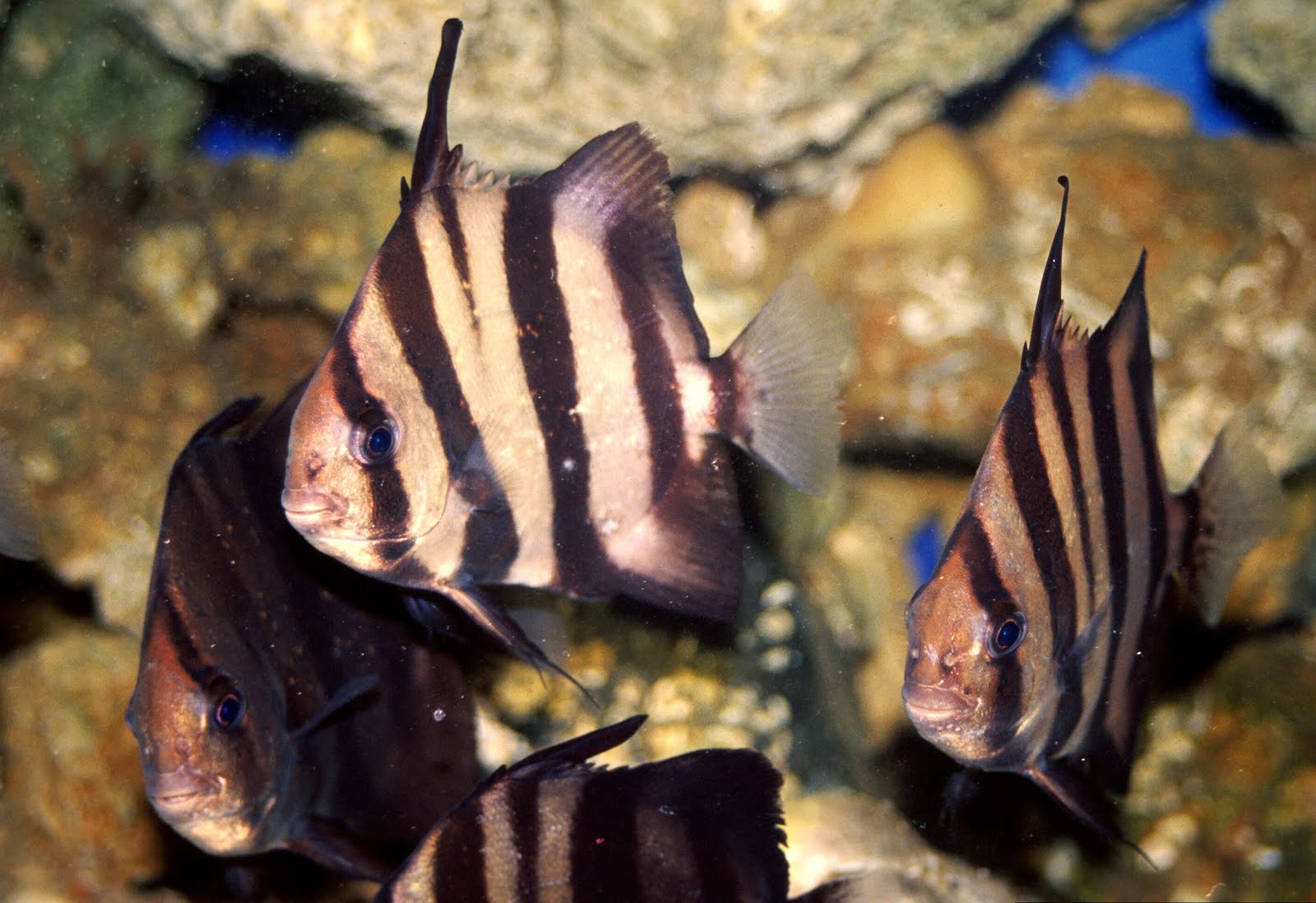 Virginia Living Museum | Collecting season | Virginia Living Museum