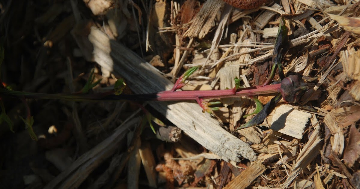Southern Peony: 2012 Peony Disease Bud Blast