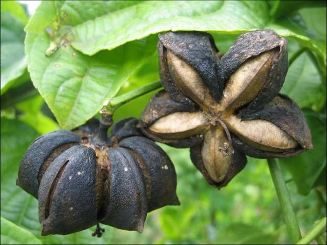 Claves de Salud: Sacha Inchi: Fuente Natural de Omegas 3, 6 y 9