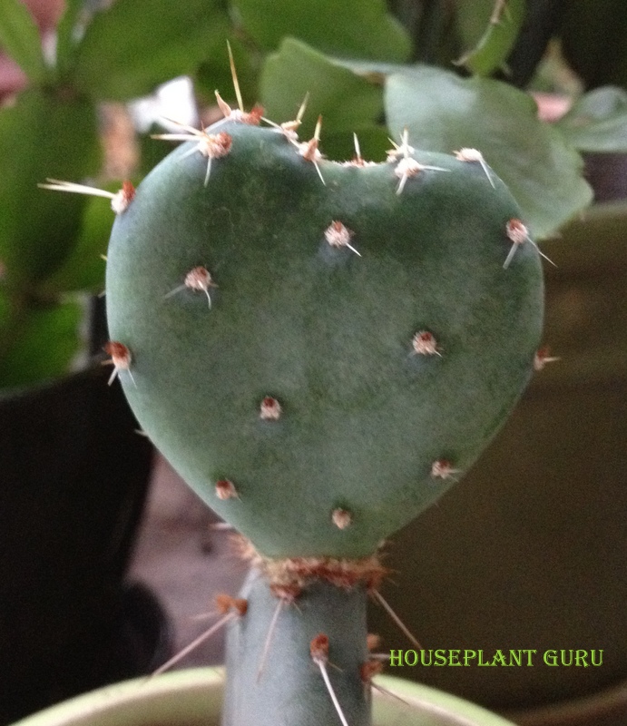 Houseplant Guru: Hearts Aplenty