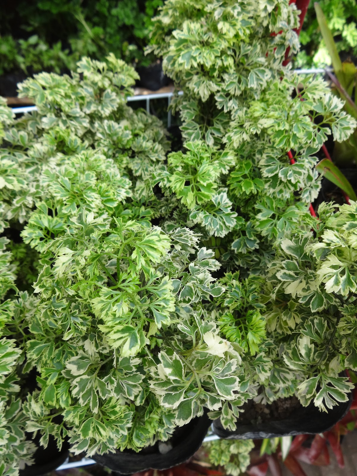 Herbs from Distant Lands: Polyscias fruiticosa - Ming Aralia, Polyscias ...