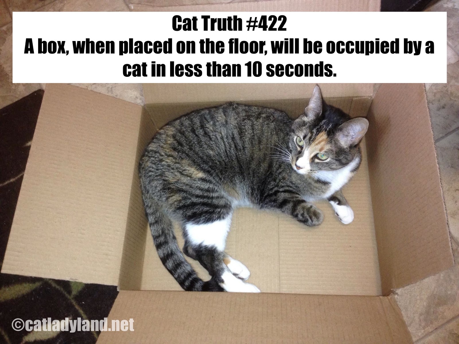 Catladyland: Cats are Funny: Cat Truth #422: Math Proves Cats Are ...