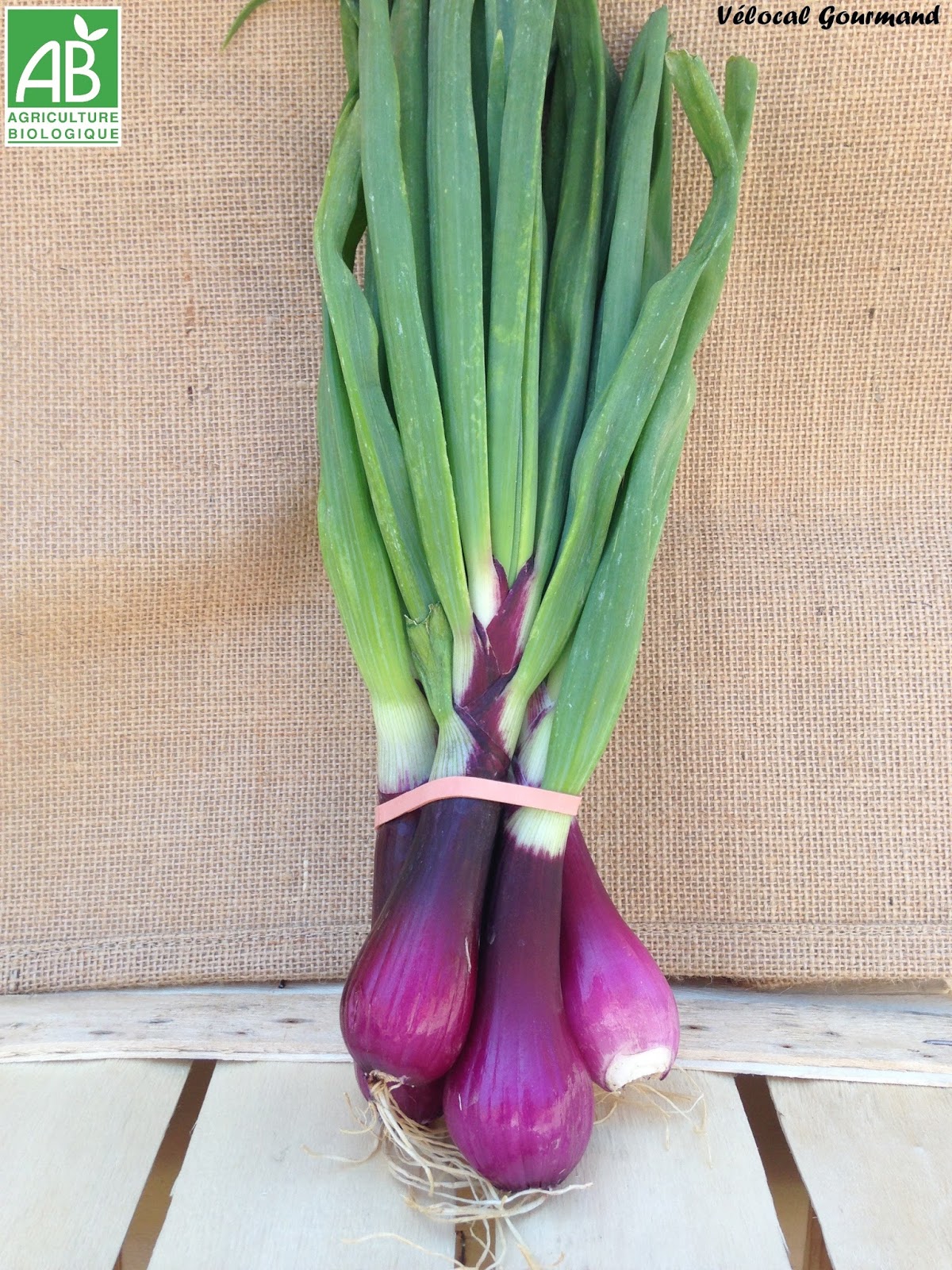 cebette - France news collections