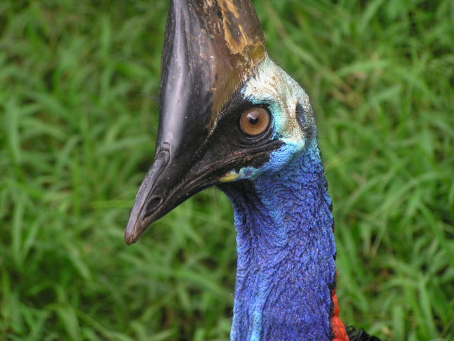 Cassowary | The Life of Animals