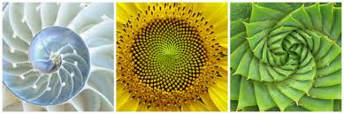 The Fibonacci Sequence ~ A Dead Good Blog