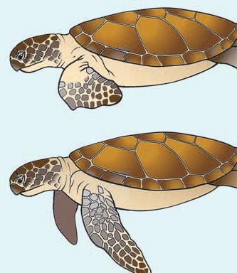 HOW DO REPTILES MOVE? - Science World