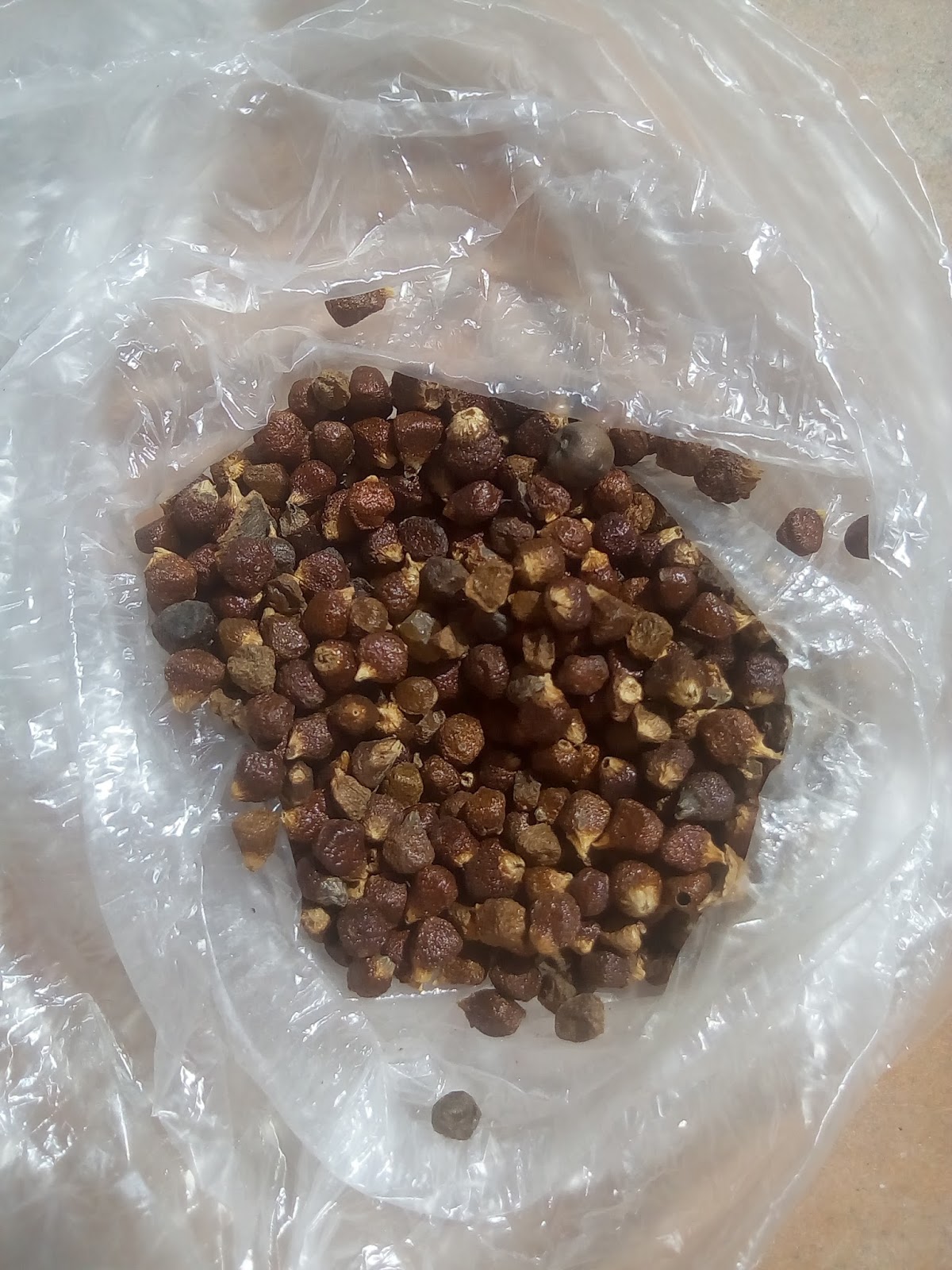 SEEDS: ALLIGATOR PEPPER,GRAINS OF PARADISE OR GUINEA PEPPER SEEDS ...