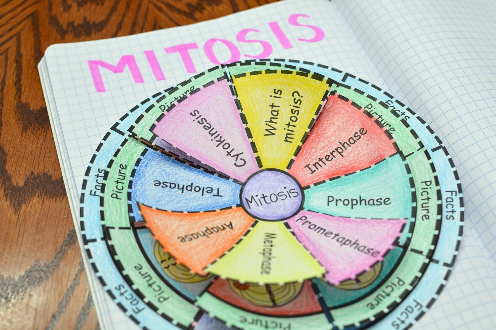 Math in Demand: Mitosis and Meiosis Foldable